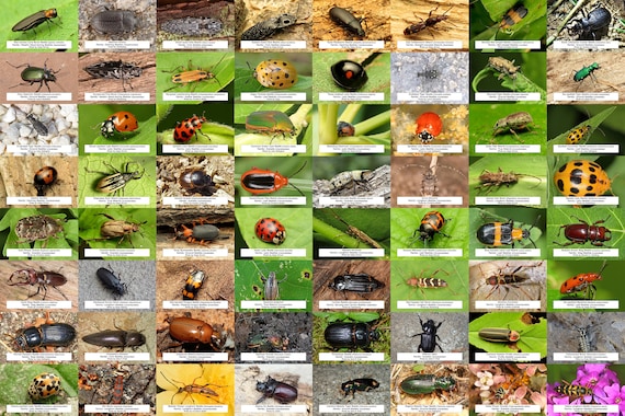 Louisiana Insects Identification