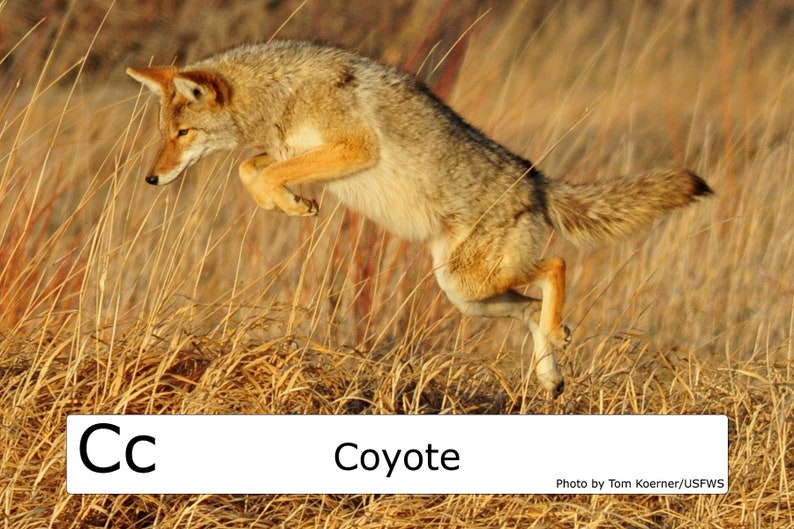 Wisconsin Animal ABC Alphabet, 52 Photo Prints size 4x6 - Etsy