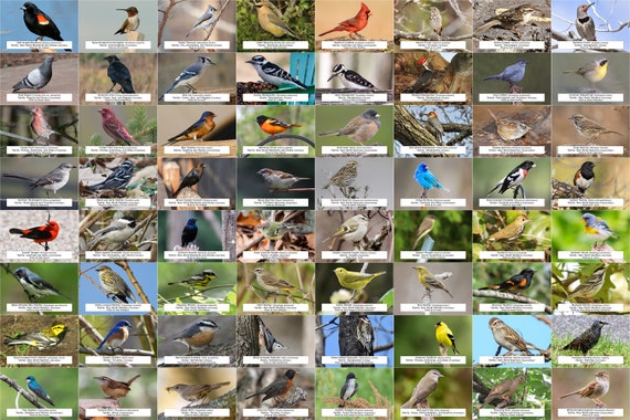 New York City Bird Guide backyard Birds 64 Photo Prints - Etsy