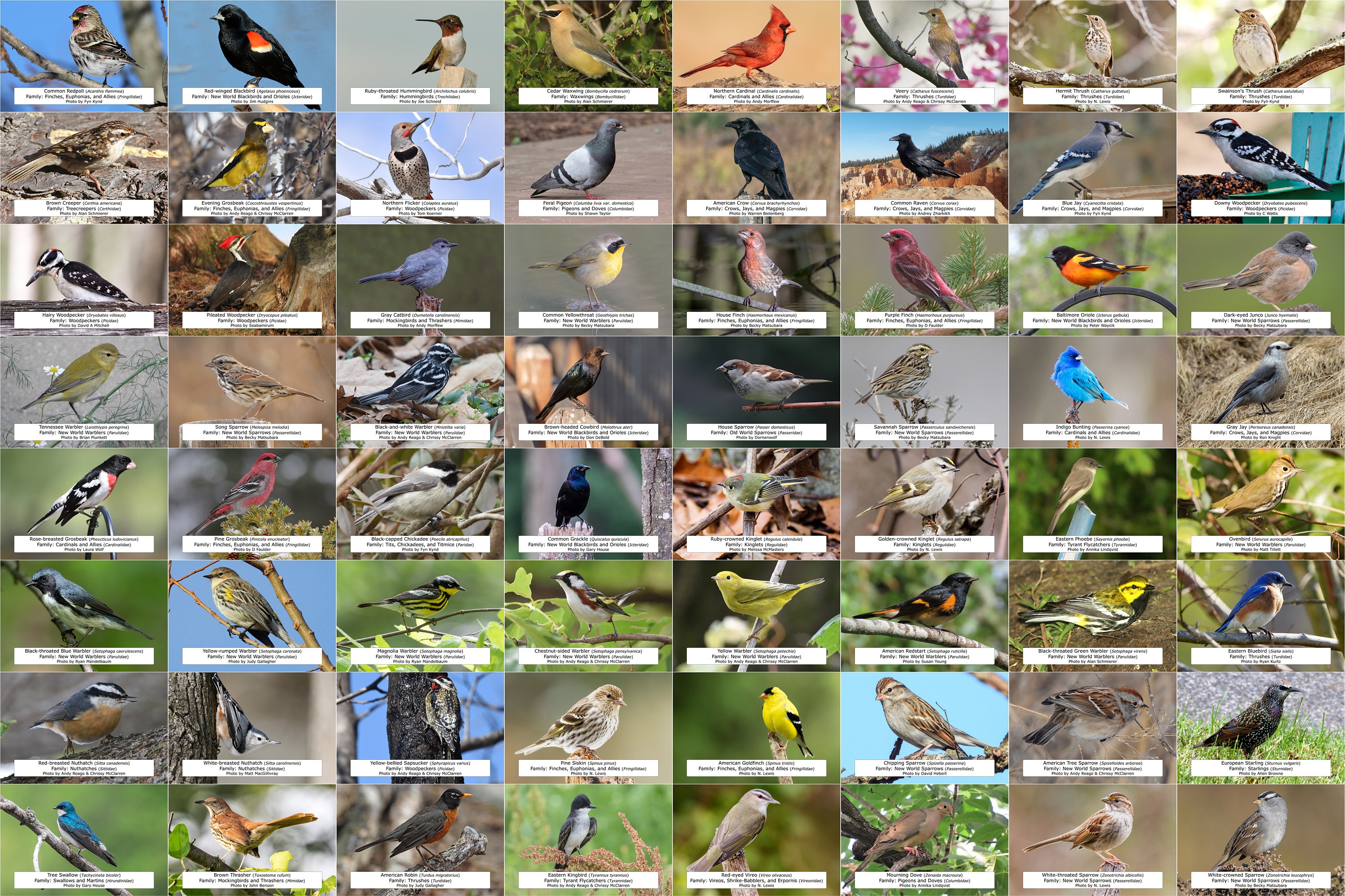 Quebec Bird Guide (backyard Birds) L Instant Digital Download L 64 ...