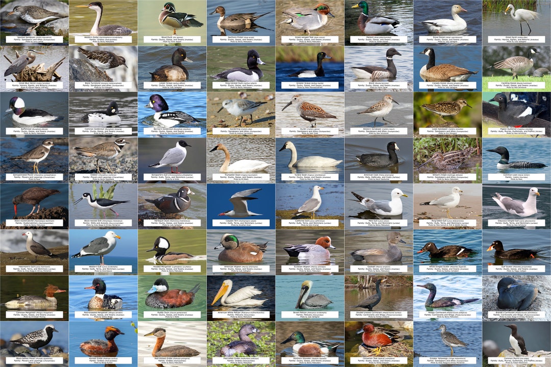 Washington State Waterfowl Shorebirds and Other Water Birds - Etsy