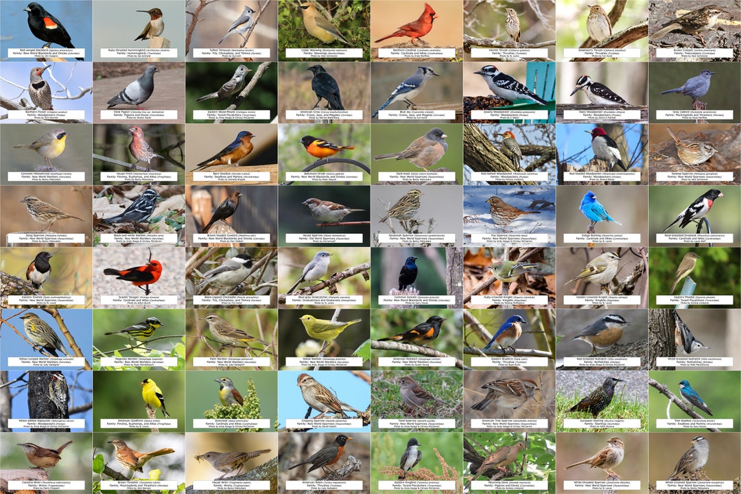 Chicago Bird Guide backyard Birds 64 Photo Prints size - Etsy