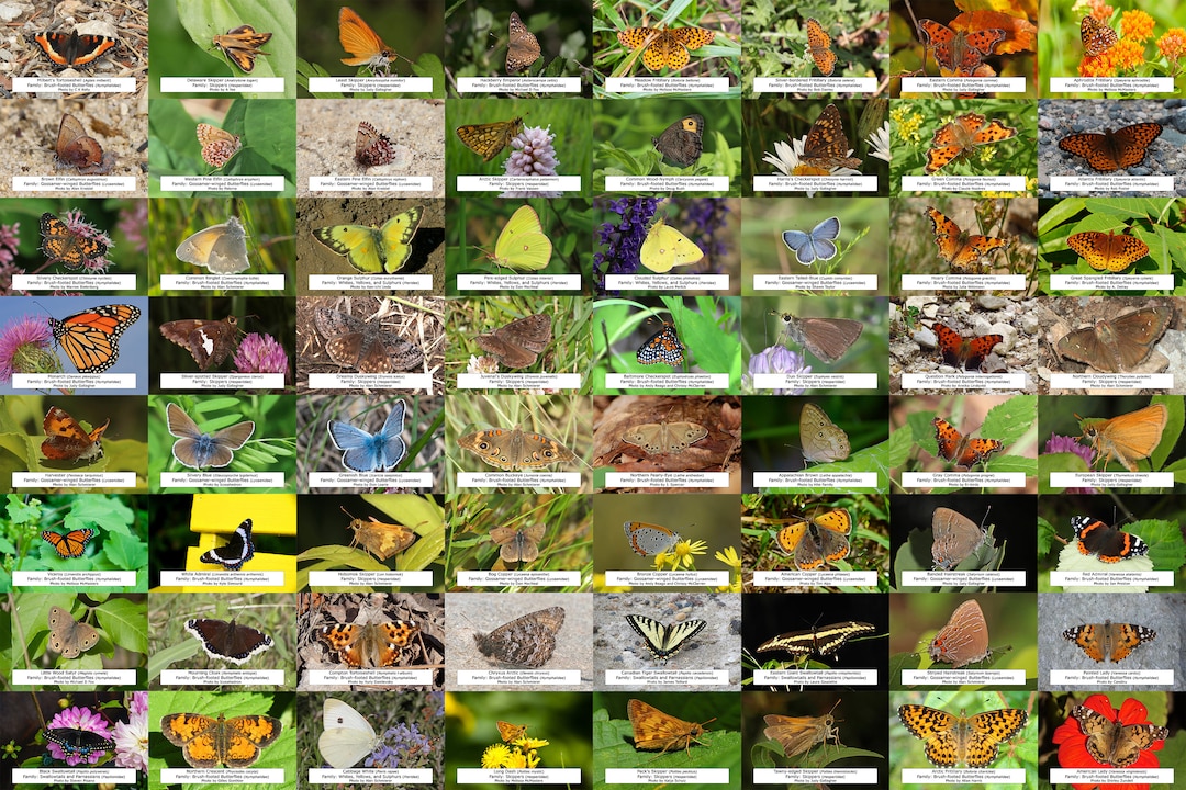 Quebec Butterfly Guide 64 Photo Prints size 4x6 - Etsy