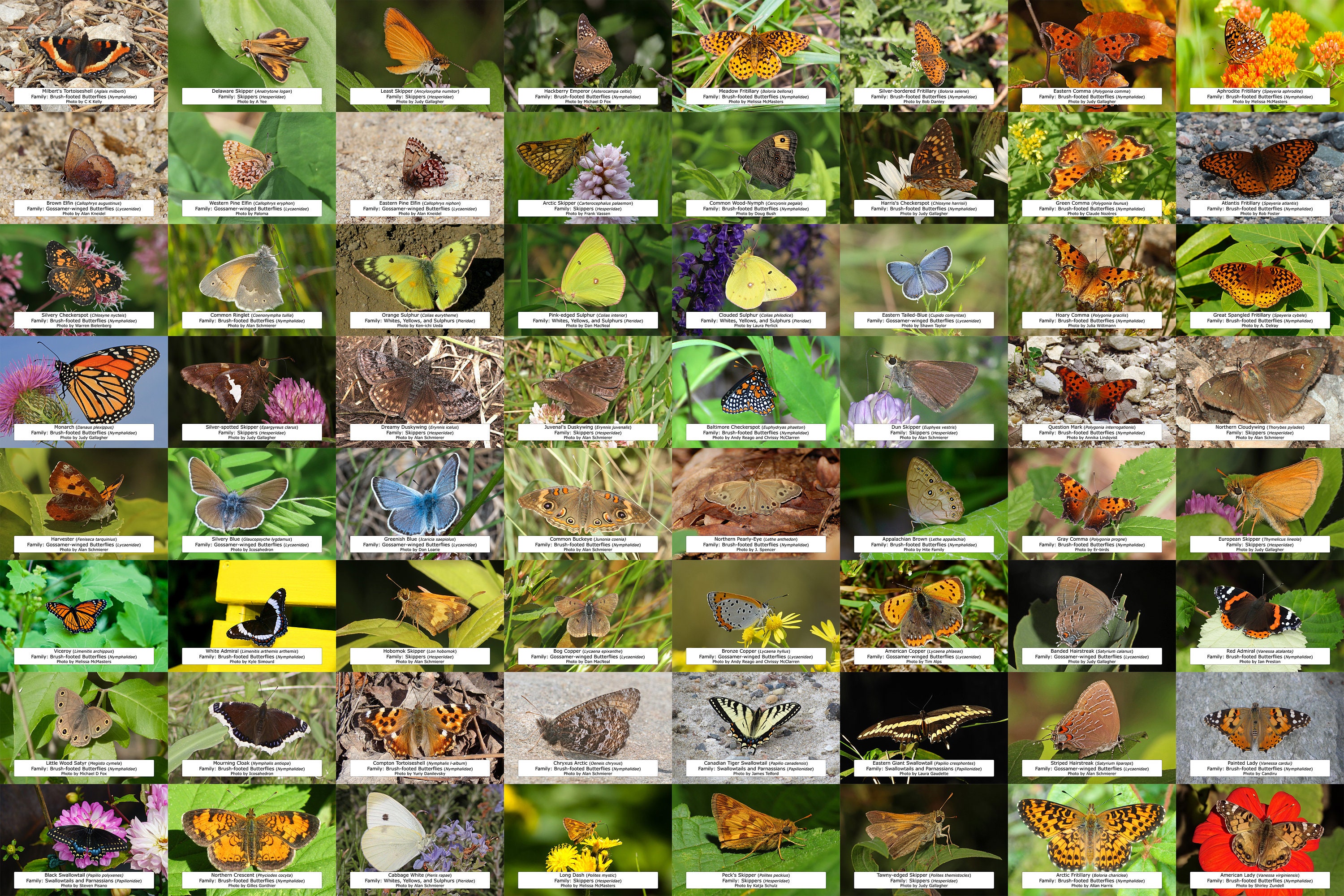 Quebec Butterfly Guide 64 Photo Prints size 4x6 - Etsy