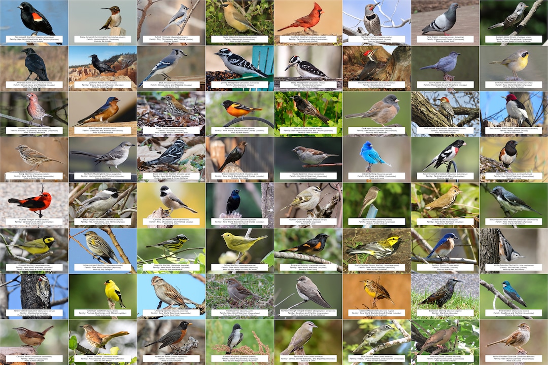 West Virginia Bird Guide (backyard Birds) L Instant Digital Download L ...