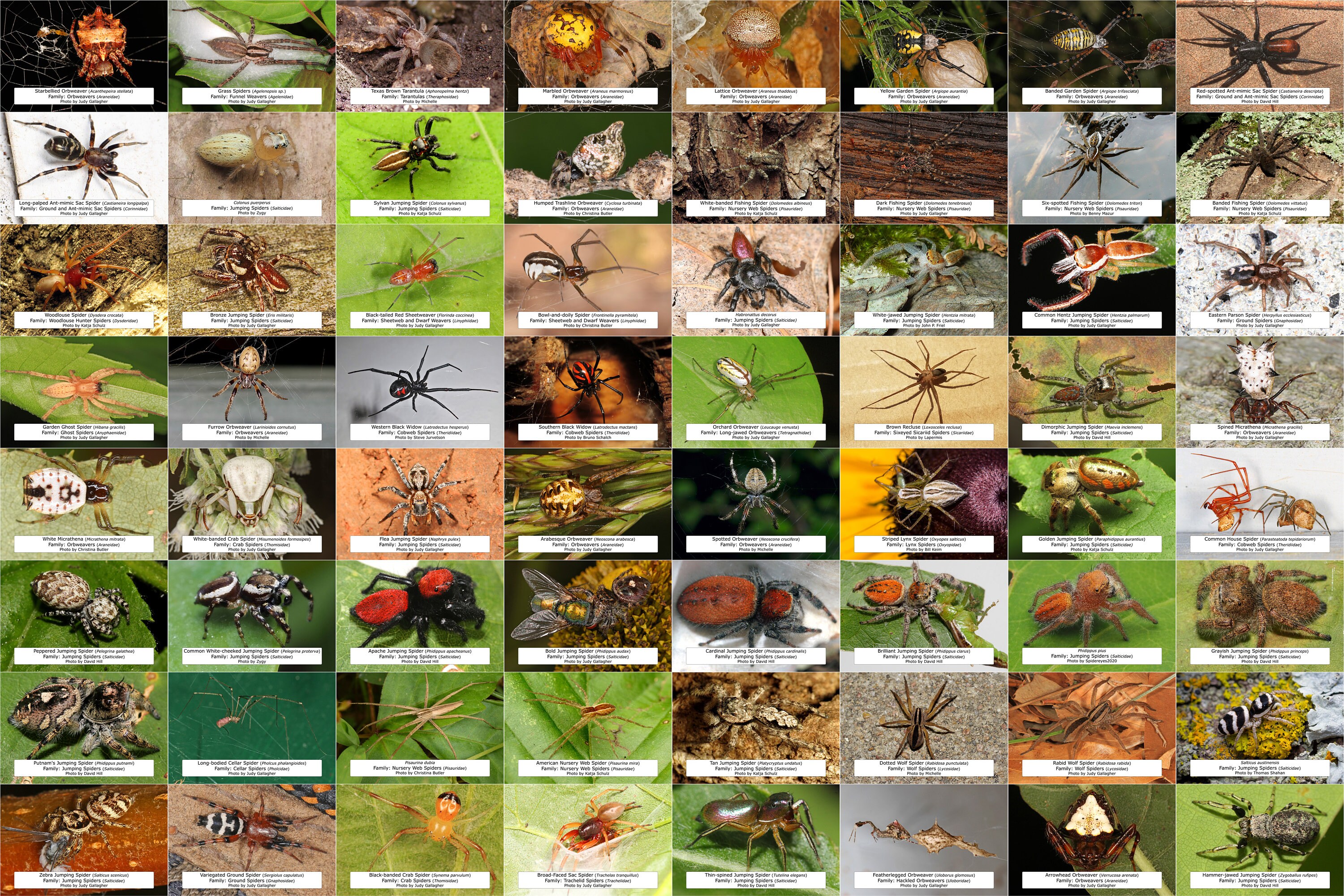 Christina Campbell Spiders