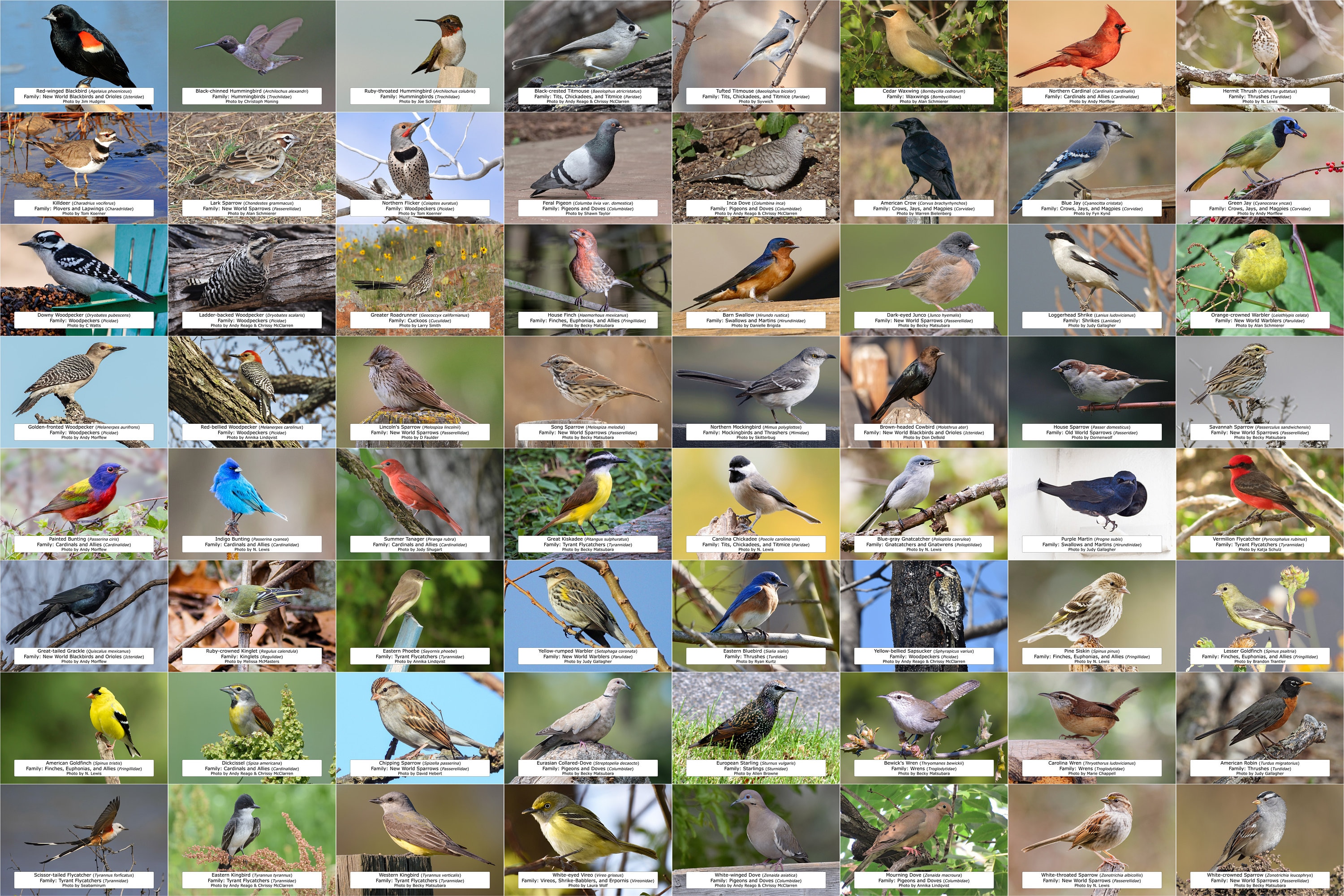 Texas Bird Guide (backyard Birds) L Instant Digital Download L 64 Photo ...