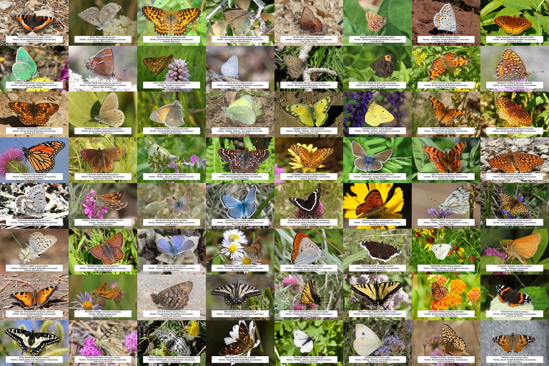 Wyoming Butterfly Guide L Instant Digital Download L 64 Photo Prints L ...