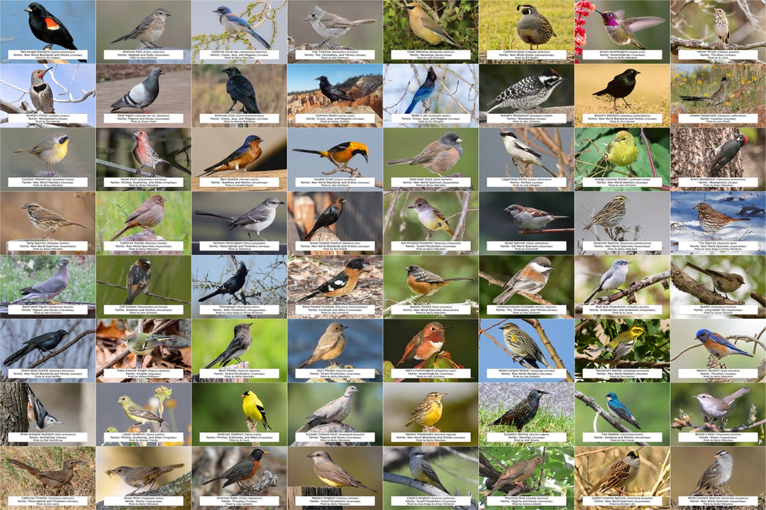 California Bird Guide (backyard Birds) L Instant Digital Download L 64 ...