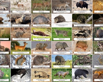 Texas Mammal Guide - Etsy