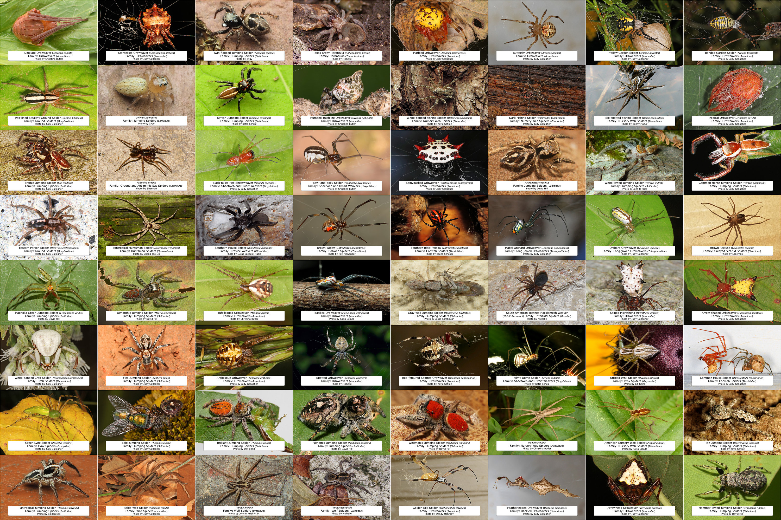 Christina Campbell Spiders