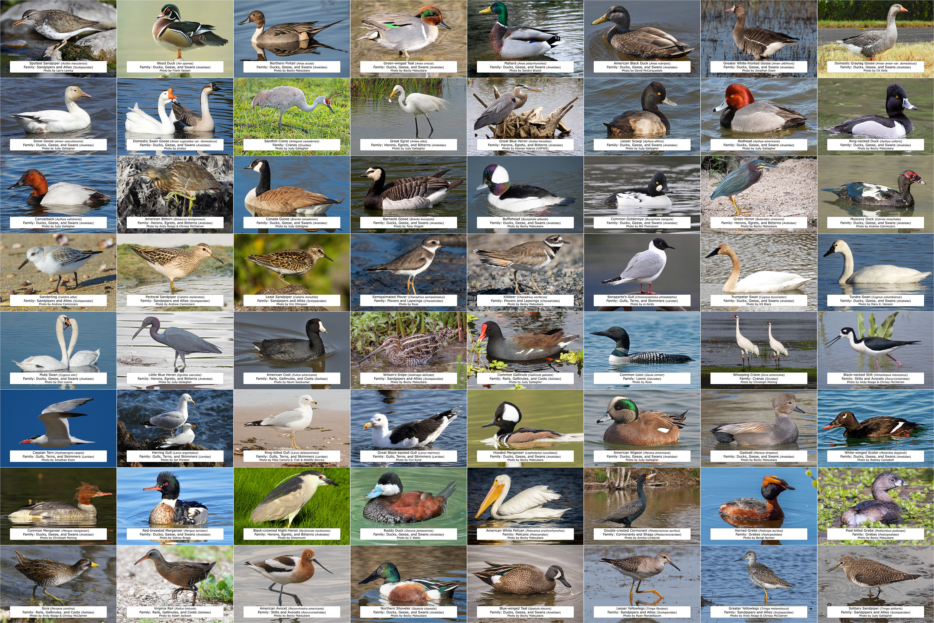 Names Of White Water Birds