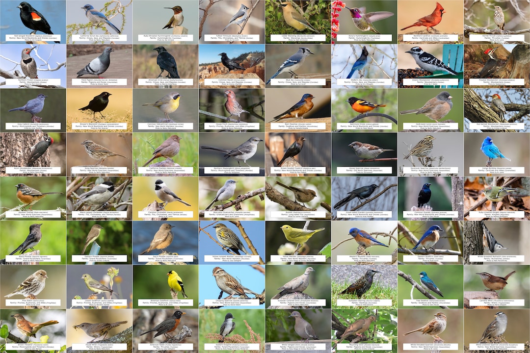 USA Bird Guide (backyard Birds) L Instant Digital Download L 64 Photo ...