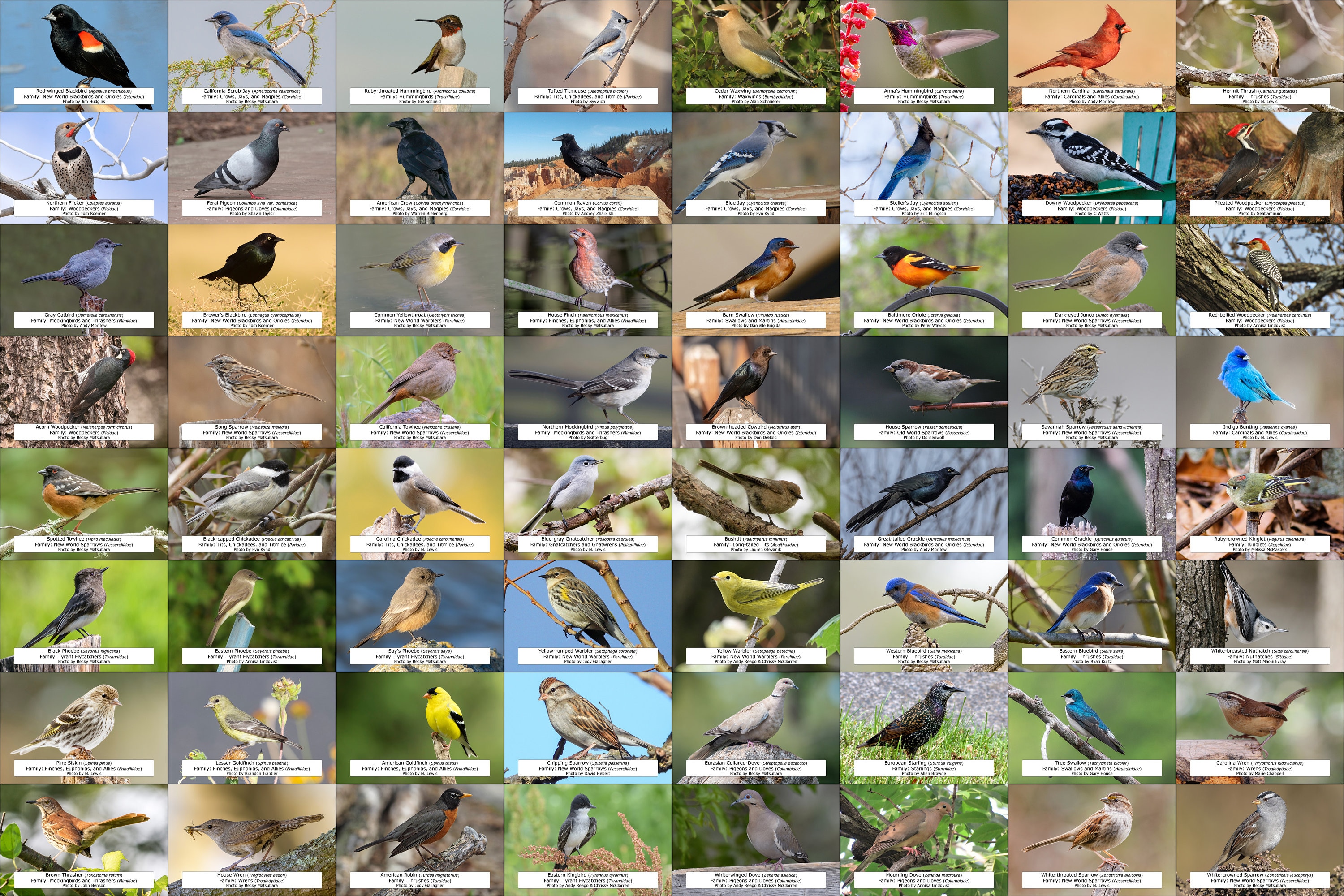 USA Bird Guide backyard Birds L Instant Digital Download L 64 Photo ...