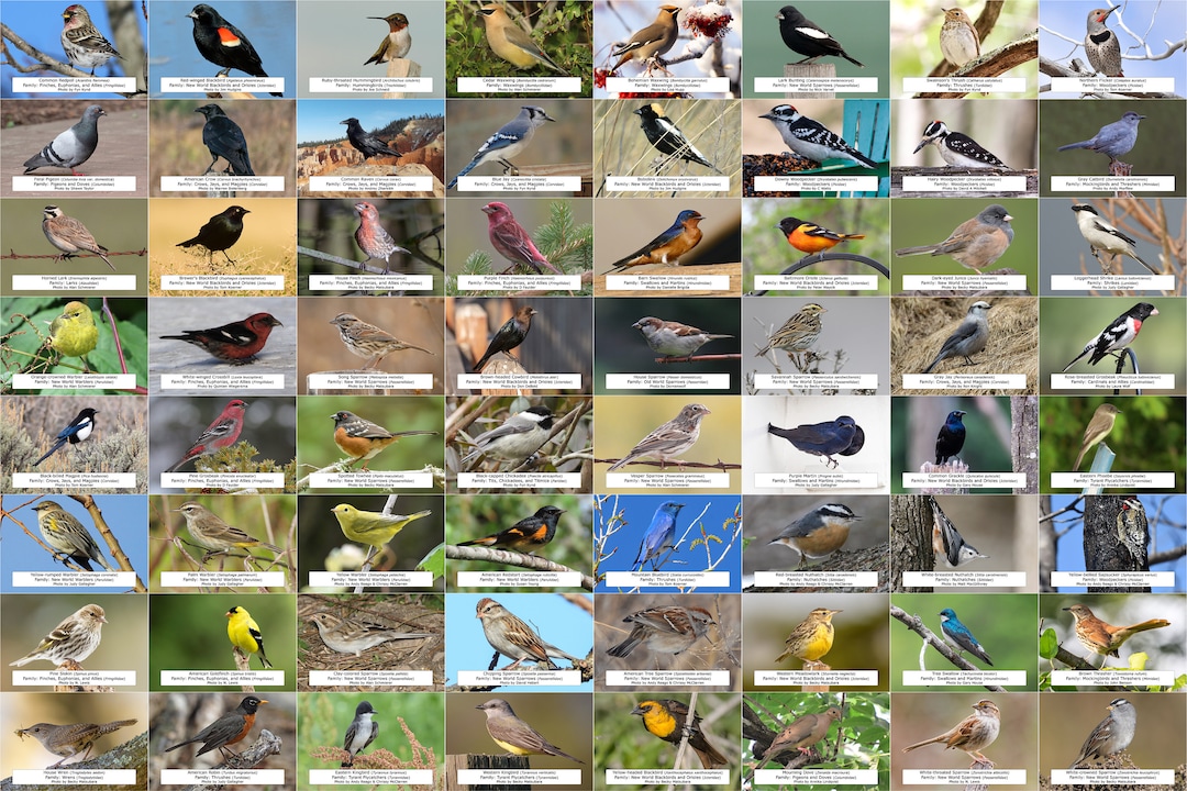 Saskatchewan Bird Guide (backyard Birds) L Instant Digital Download L ...