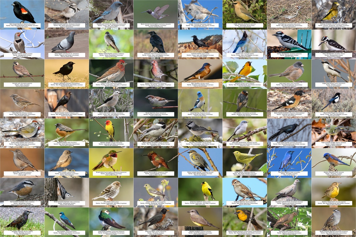 Utah Bird Guide (backyard Birds) L Instant Digital Download L 64 Photo ...