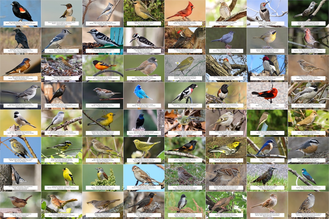 Indiana Bird Guide backyard Birds, 64 Photo Prints size 4x6 - Etsy