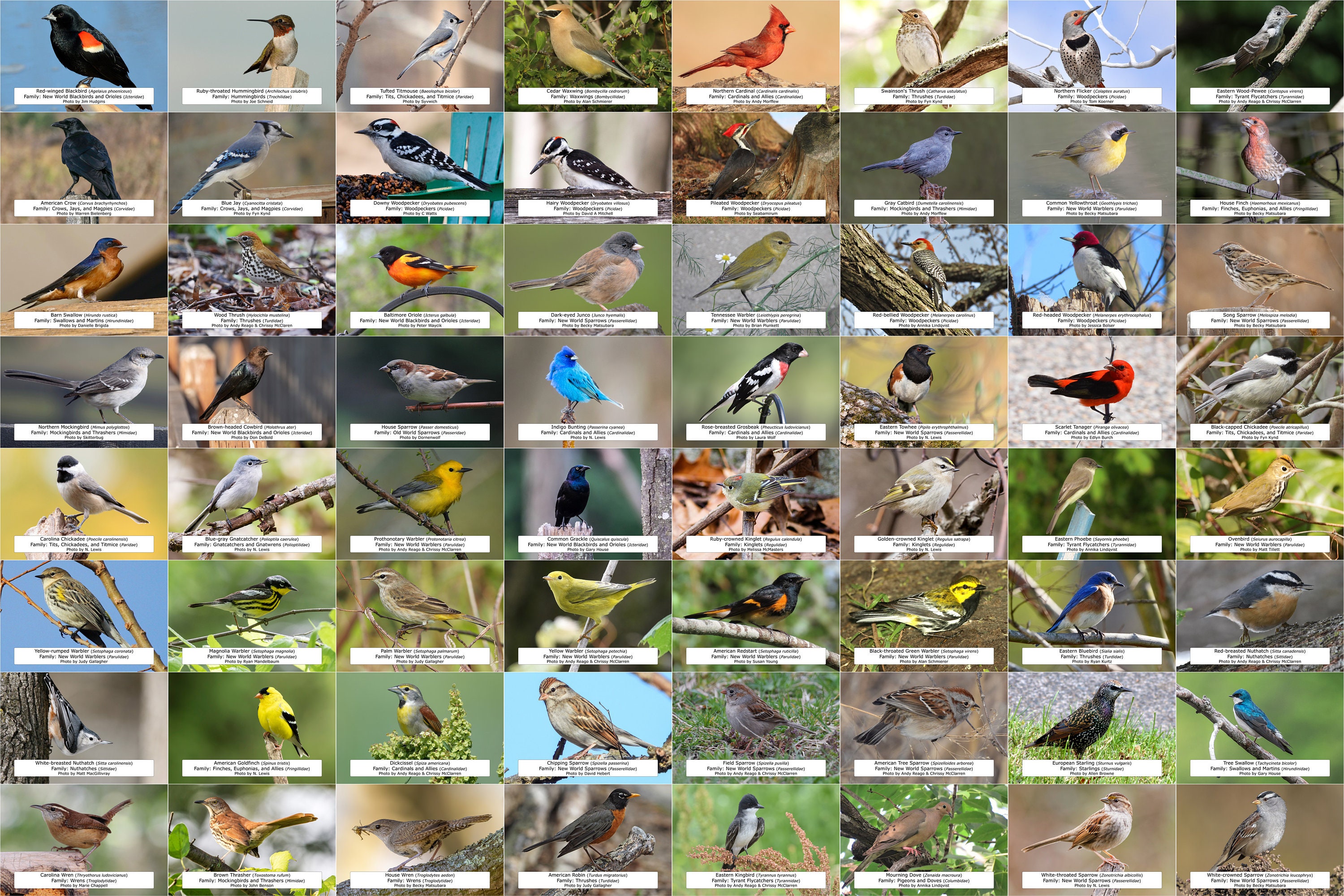 Indiana Bird Guide backyard Birds, 64 Photo Prints size 4x6 - Etsy