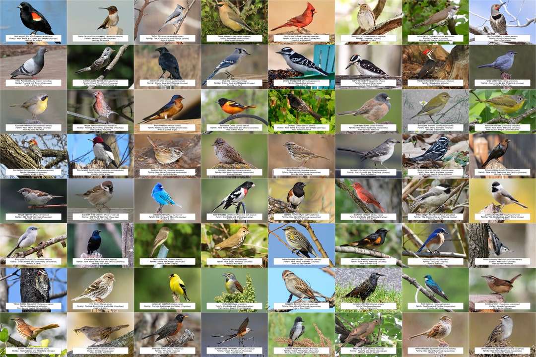 Missouri Bird Guide backyard Birds, 64 Photo Prints size 4x6 - Etsy
