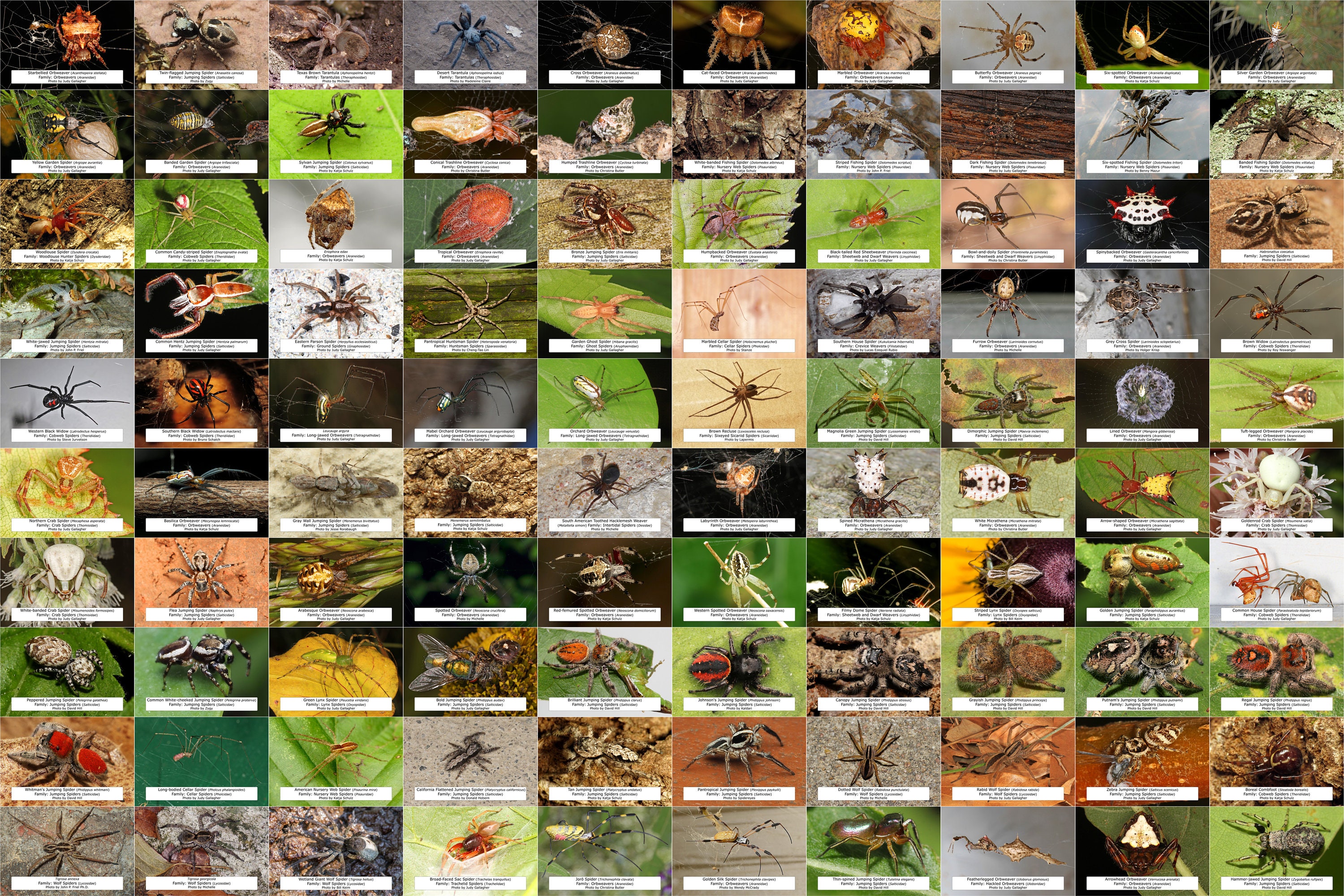 Spider Breeds In North America