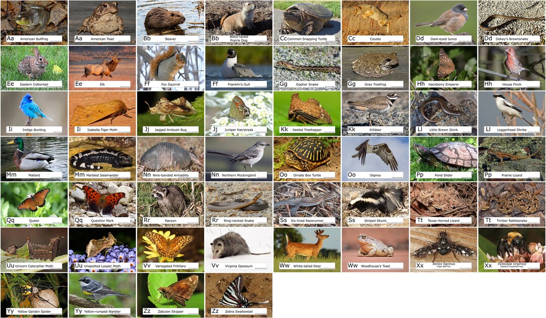 Oklahoma Animal ABC Alphabet, 52 Photo Prints size 4x6 - Etsy