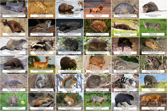 Placental Mammals Collage
