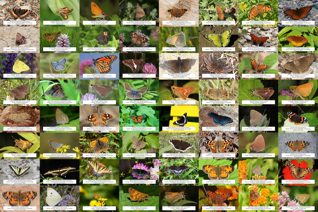 Ontario Butterfly Guide L Instant Digital Download L 64 Photo Prints L ...