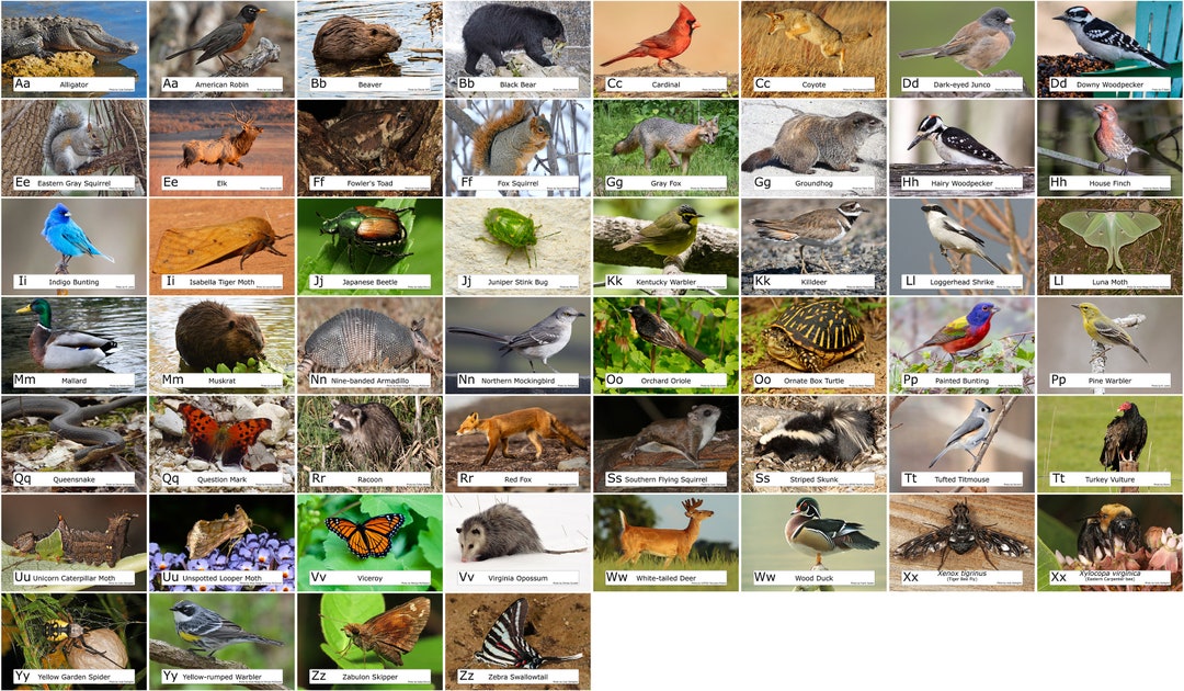 Arkansas Animal ABC Alphabet, 52 Photo Prints size 4x6 - Etsy