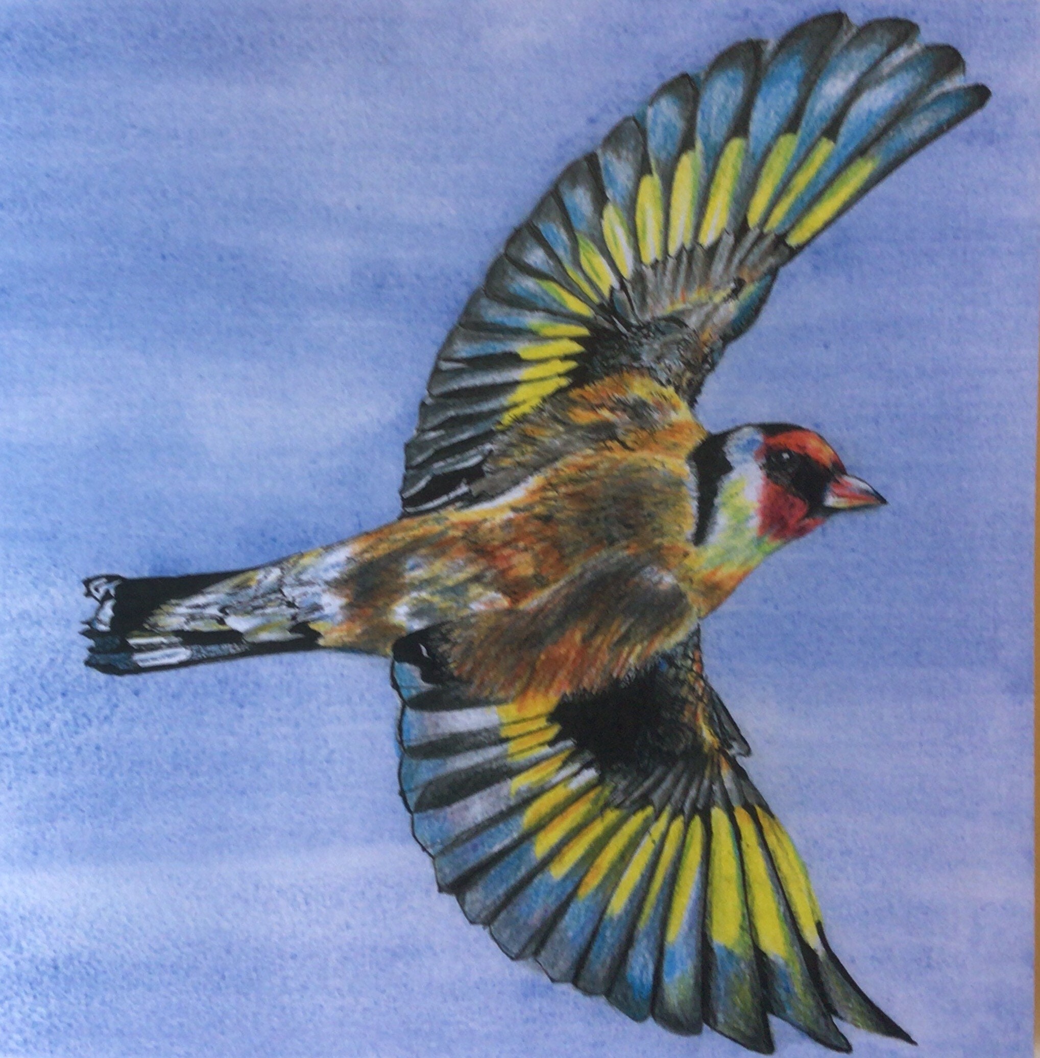 Goldfinch Note Card, Bird Lovers Card, Flying Bird Card, Square Bird ...