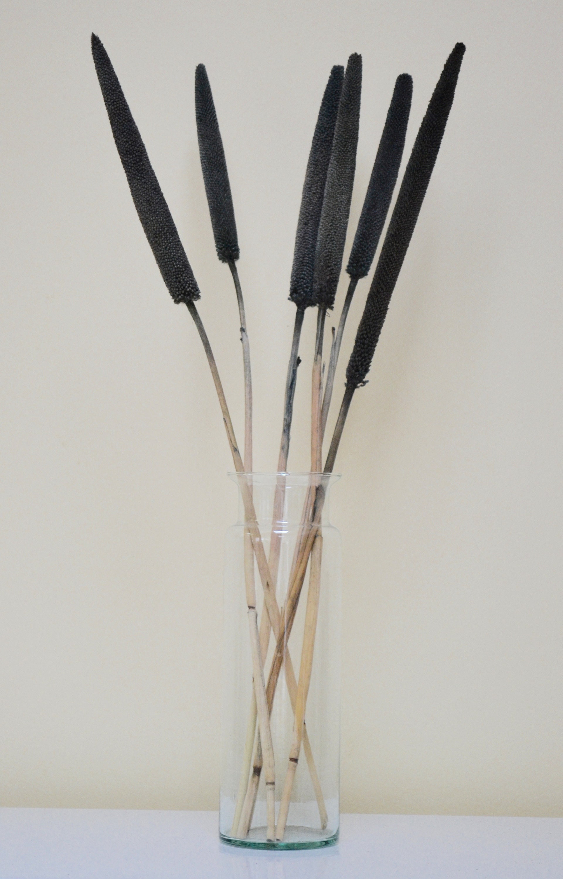 Dried Babala Stems 6 Naturally Dried White Red Light | Etsy