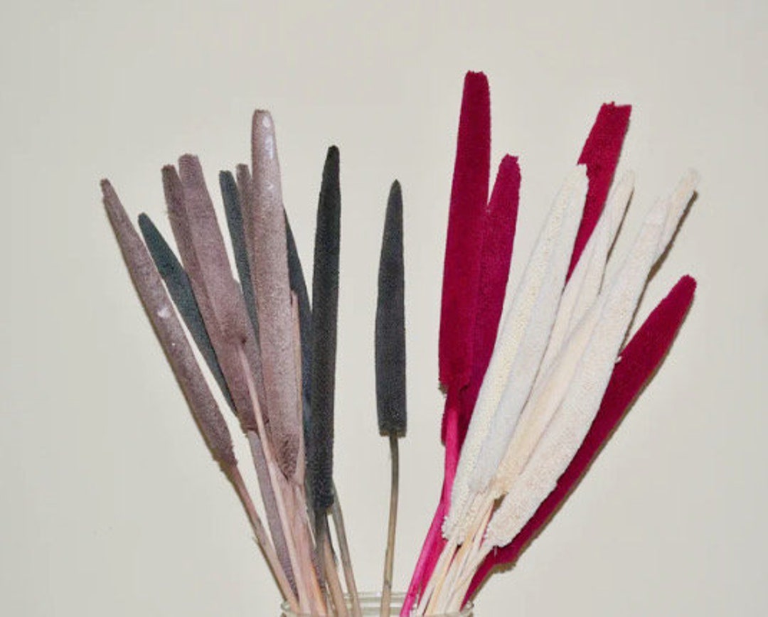 Dried Babala Stems 6 Naturally Dried White Red/fuschia - Etsy