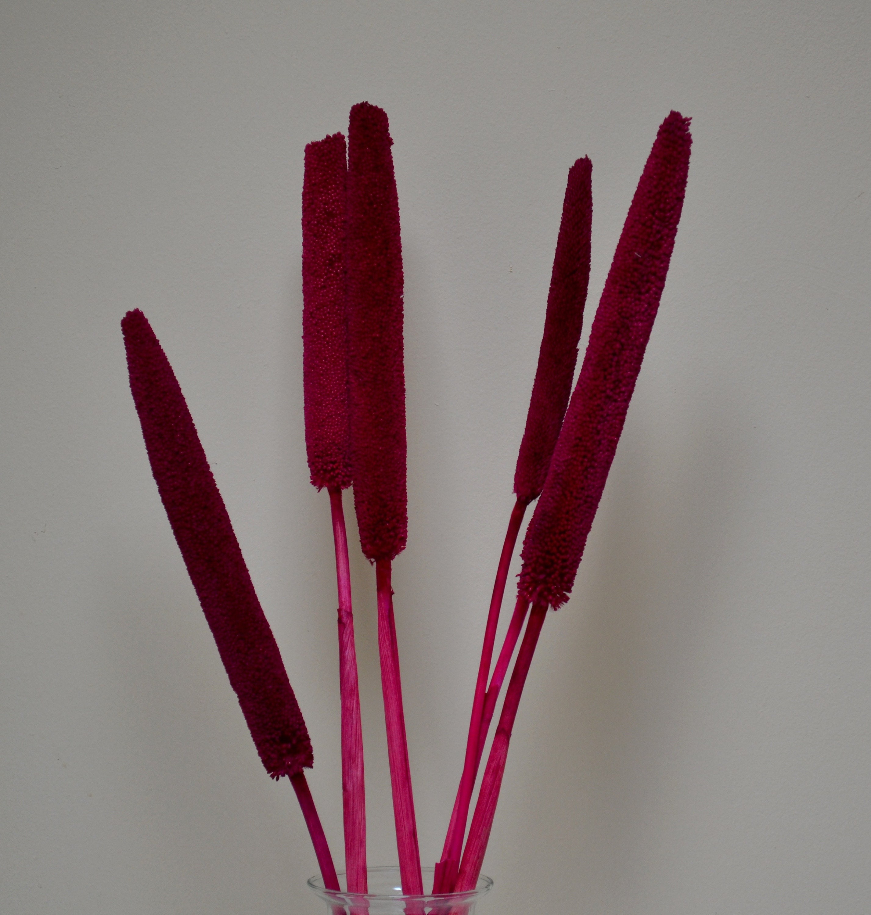 Dried Babala Stems 6 Naturally Dried White Red Light | Etsy