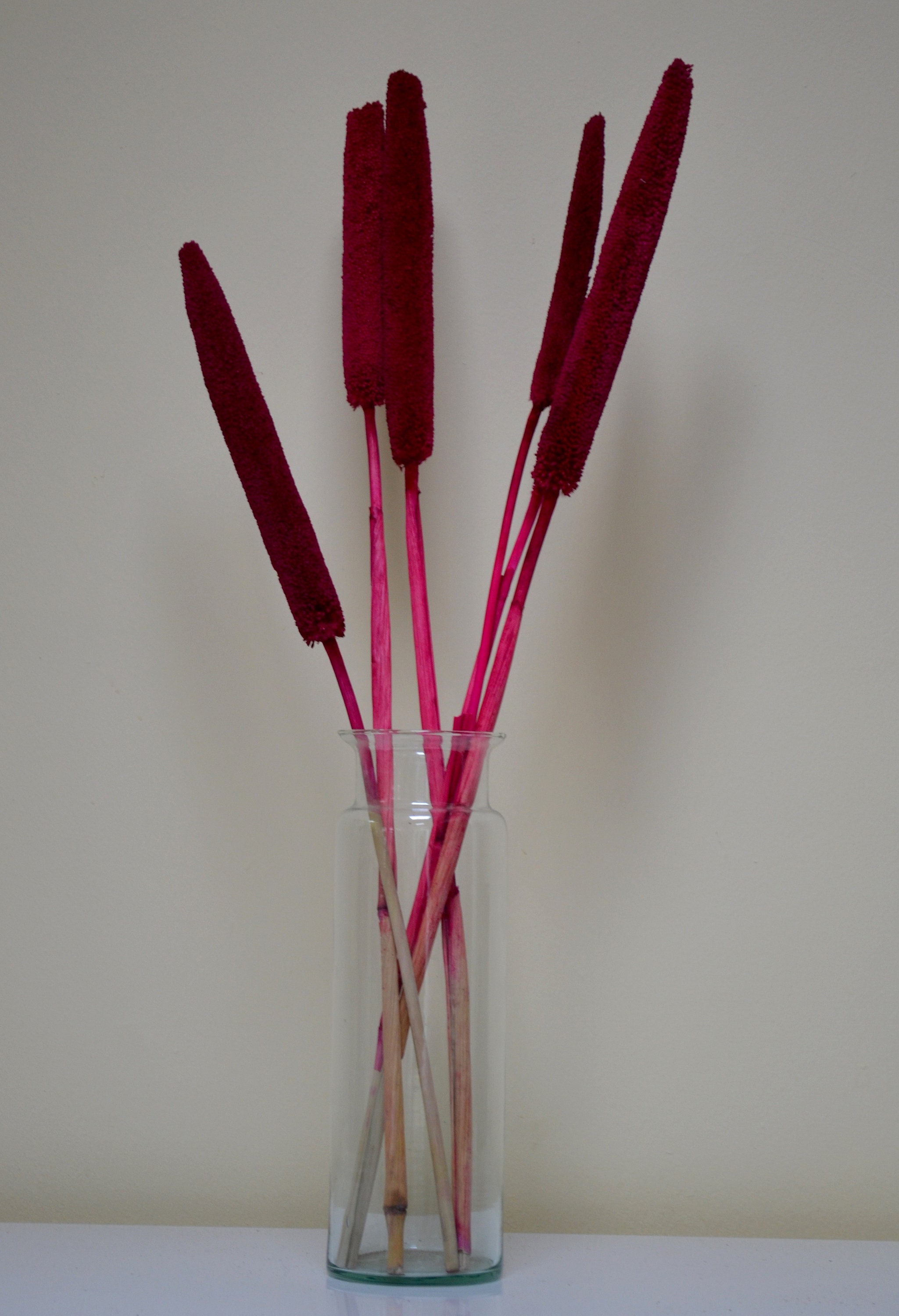 Dried Babala Stems 6 Naturally Dried White Red Light | Etsy