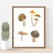 Colorful Mushroom Clipart, Fall Fungus PNG, Toadstool Illustration ...