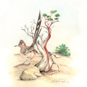 Greater Roadrunner Watercolor Print: Signed Southwestern Art - Etsy