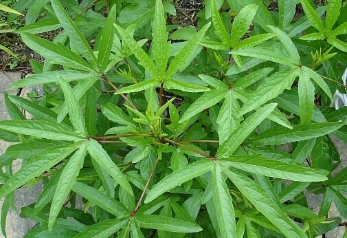 Roselle Seeds /gongura Seeds Ambaadi /organic Seeds / 20 Seeds for 3.00 ...