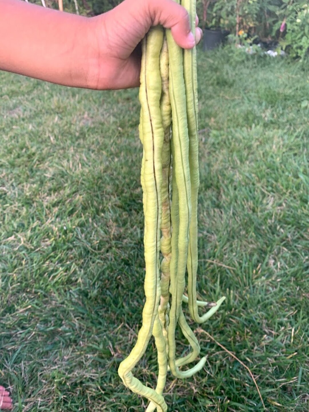 White Yard Long Bean/white Galaxy Asparagus Bean/ Organic Seeds/ Yard ...
