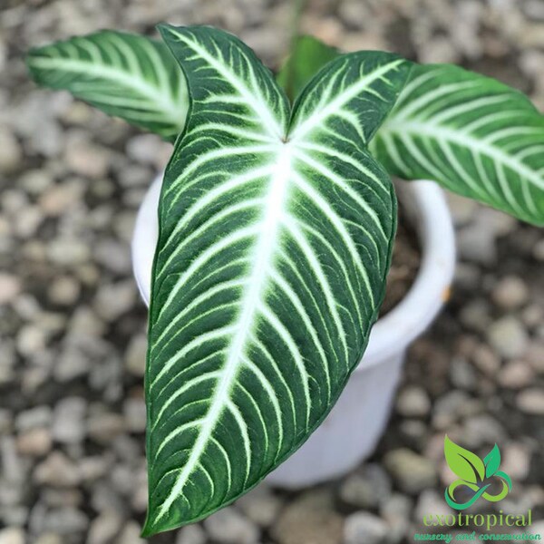 Caladium Lindenii Magnificum - Etsy