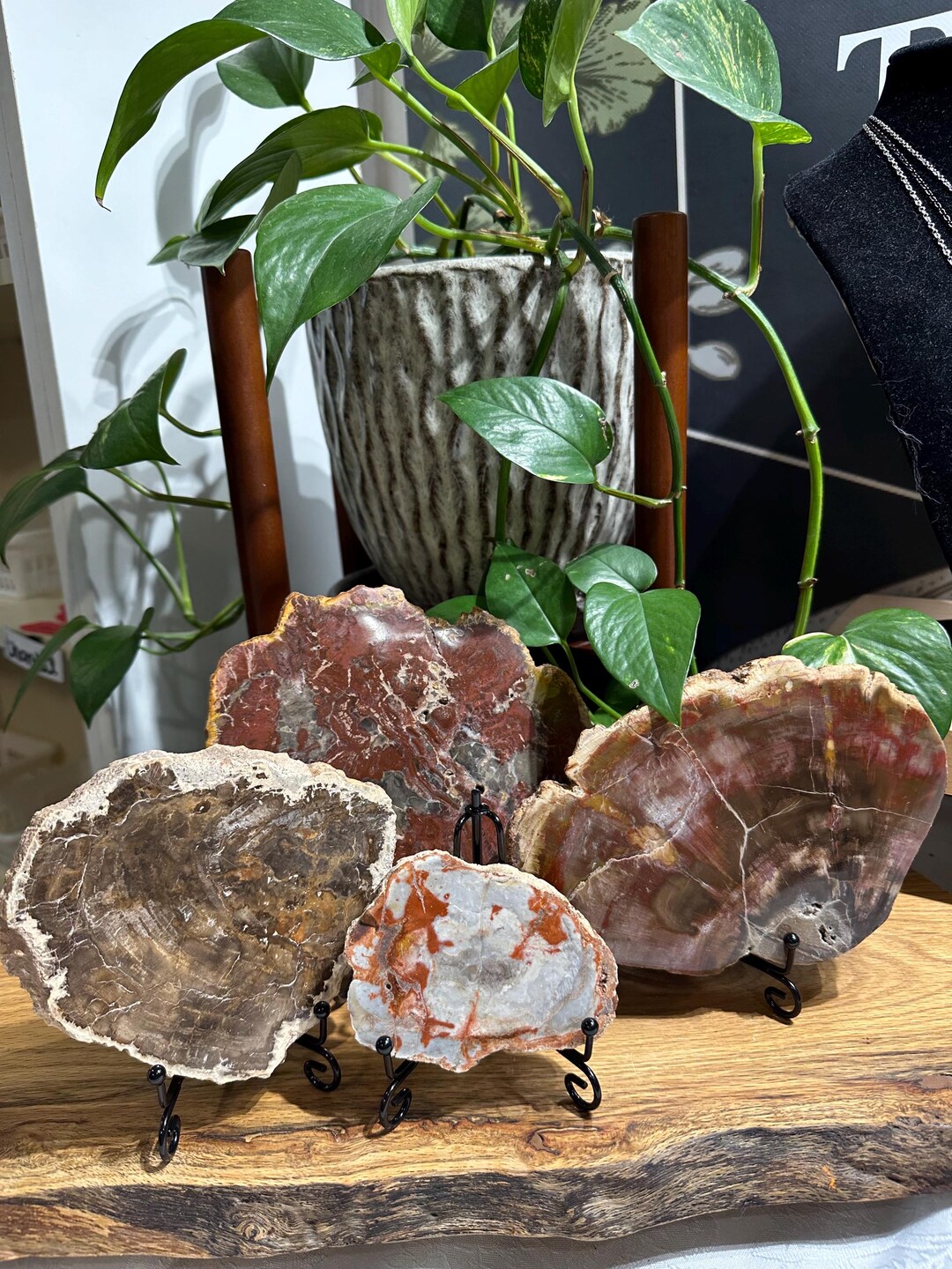 Beautiful Petrified Wood Slabs - Grounding - Transformation - Strength ...