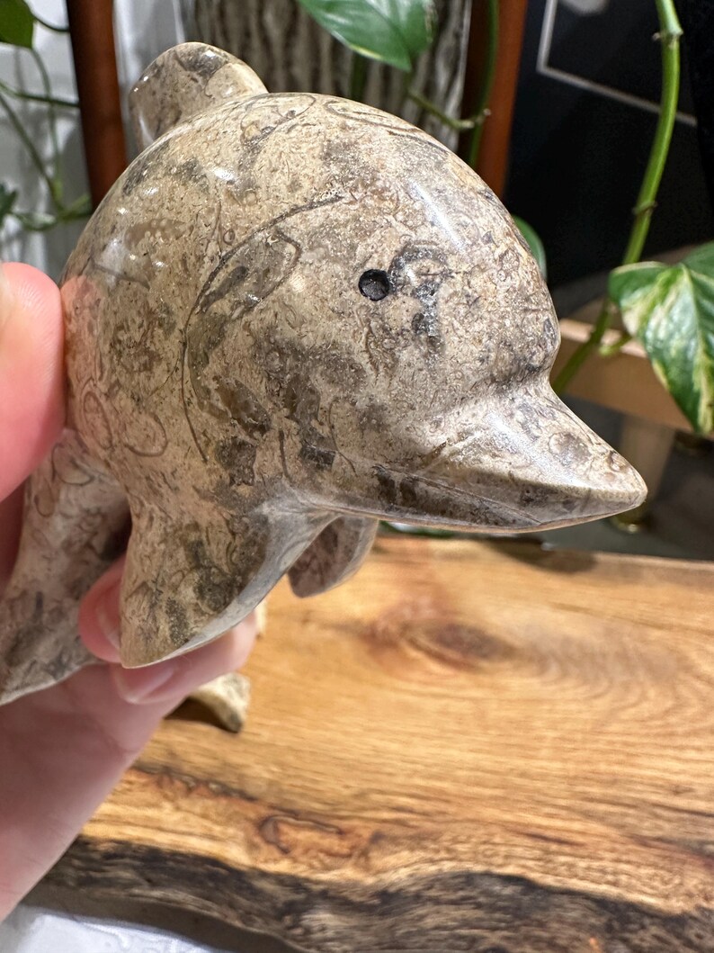 Adorable Fossil Frog and Dolphin Carvings - Grounding - Wisdom ...