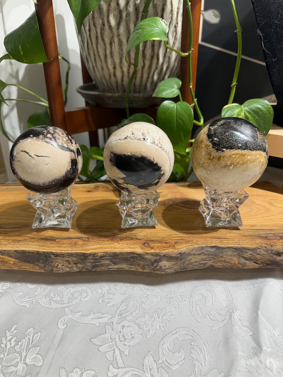 Large Beautiful Palm Root Spheres - Transformation and Growth ...