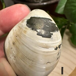Clam Fossils With Pyrite Inclusions Personal Growth Creativity ...