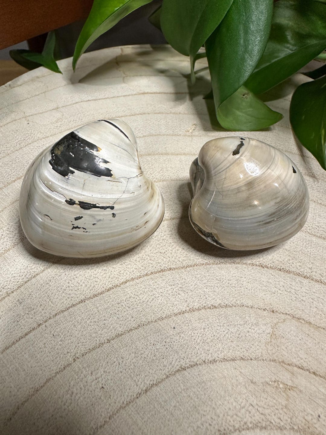 Clam Fossils With Pyrite Inclusions Personal Growth Creativity ...