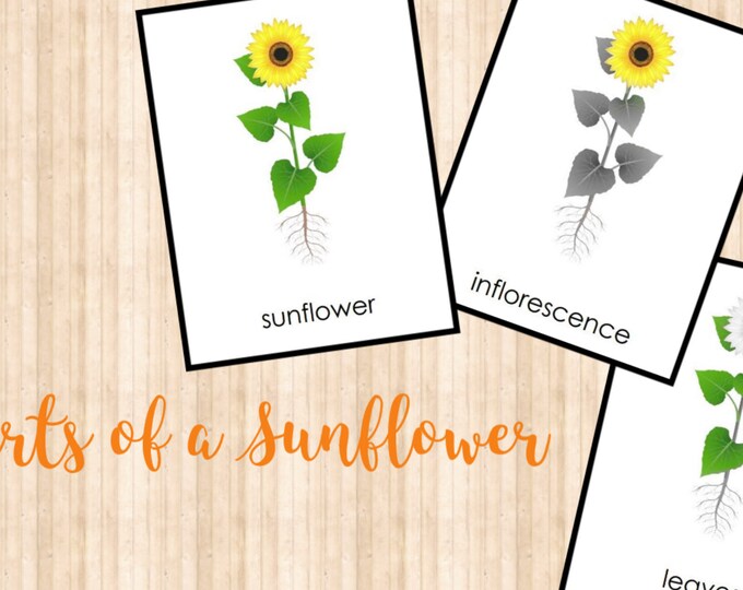 Sunflower Parts Nomenclature Cards: Montessori Flash Cards (PDF) - Etsy