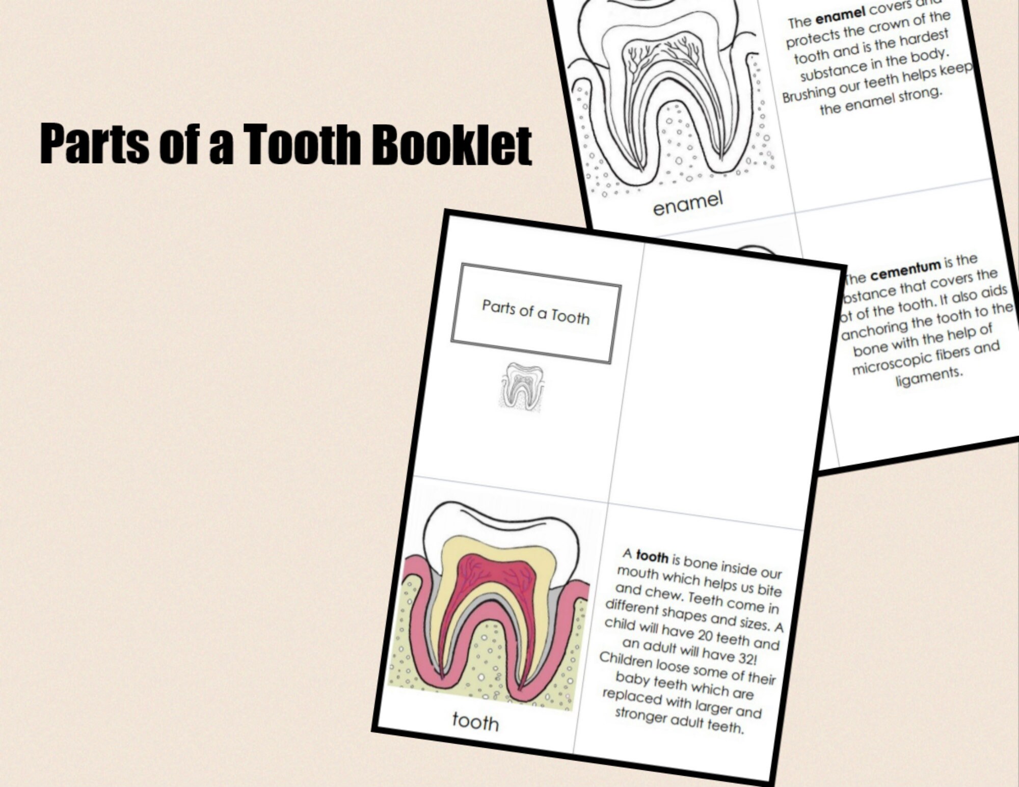 Parts of a Tooth Booklet: Montessori Nomenclature Cards (printable PDF ...