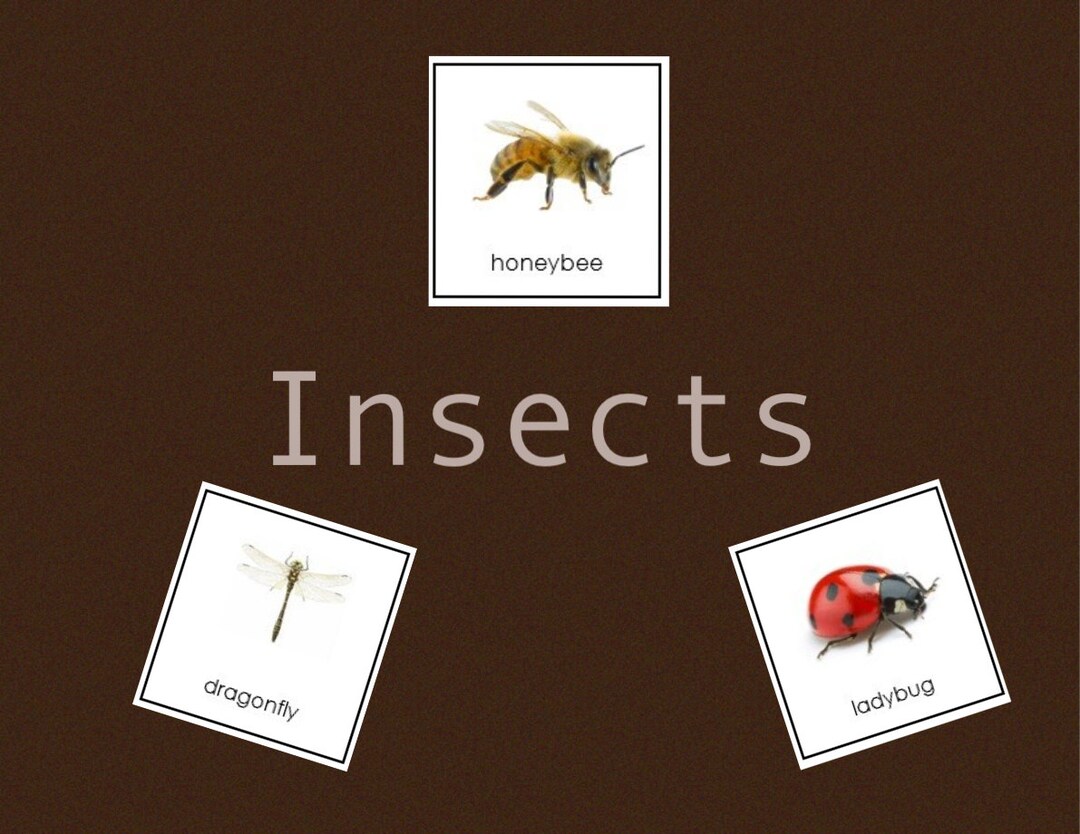 Insect Three Part Cards: Montessori Nomenclature Flashcards (printable ...