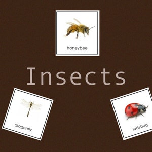 Insect Three Part Cards: Montessori Nomenclature Flashcards (printable ...