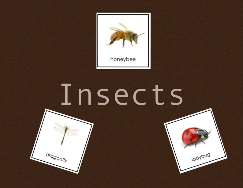 Insect Three Part Cards: Montessori Nomenclature Flashcards (printable ...