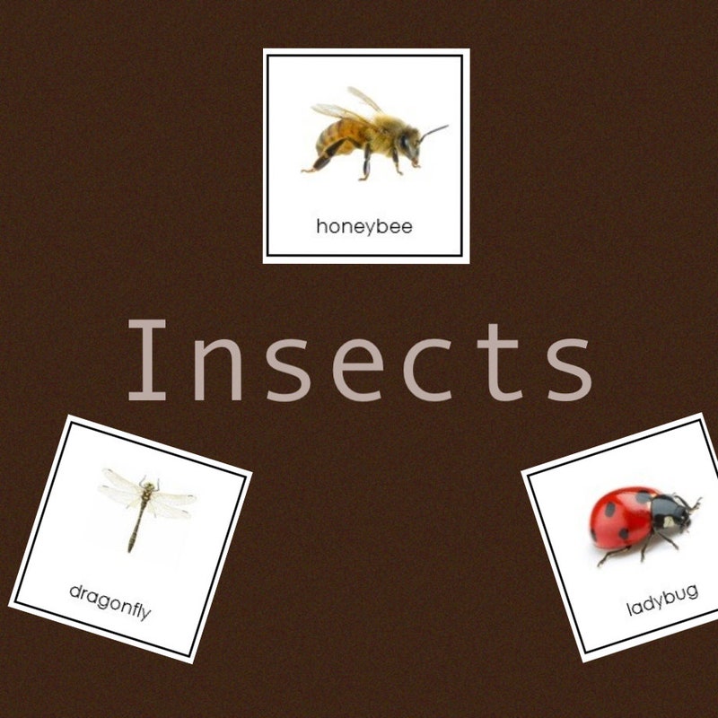 DigitalMontessori - Etsy