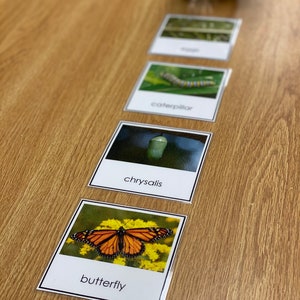 Life Cycle of a Butterfly • Three Part Cards • Montessori • Flash Cards ...